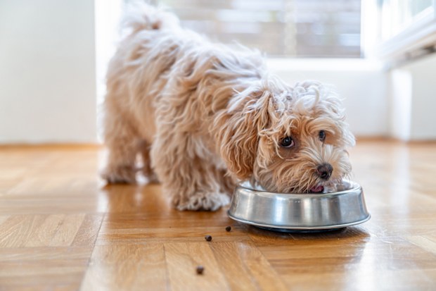 QUIZ: Spot the dog food dos and don'ts | Nine.com.au