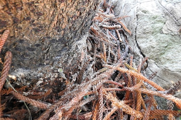 Illegal tree felling and poisoning on the rise in Sydney's green Ku ...