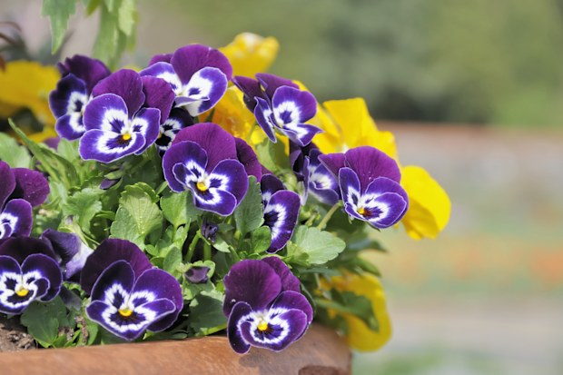 Flowers for winter: Five gorgeous flowers for adding colour to the ...
