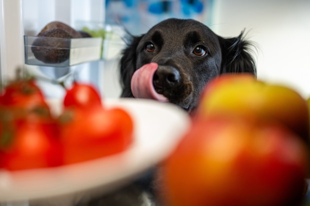 Can dogs eat tomatoes? Yes, but there's one thing to look out for ...