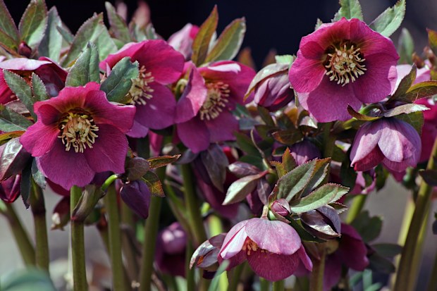 Flowers for winter: Five gorgeous flowers for adding colour to the ...