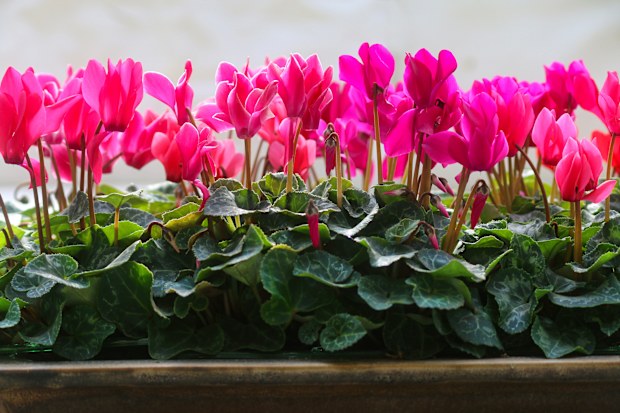 Flowers for winter: Five gorgeous flowers for adding colour to the ...