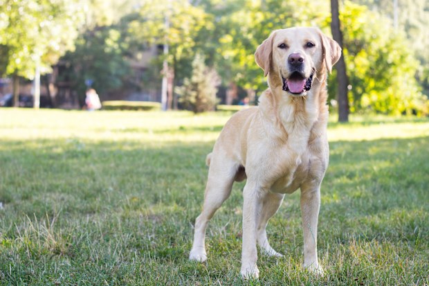 Dogs cry tears of joy when reunited with owners after period of absence ...