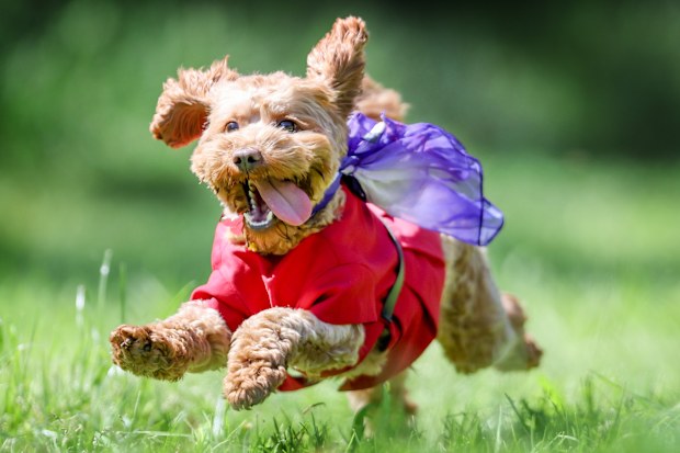 Travel news: Explainer - Cruising with pets, dogs and cats, everything ...