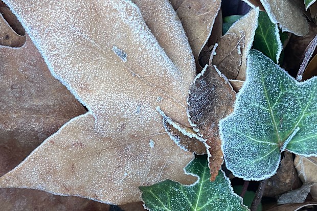 Weather news: Freezing temperatures across ACT and NSW set to break ...