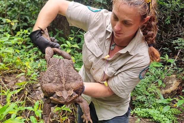 Cane toad found on Kenthurst property in Sydney's Hills district | Nine ...