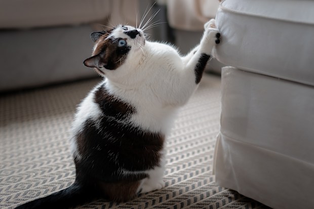 Science has found an answer for why your cat keeps scratching the ...