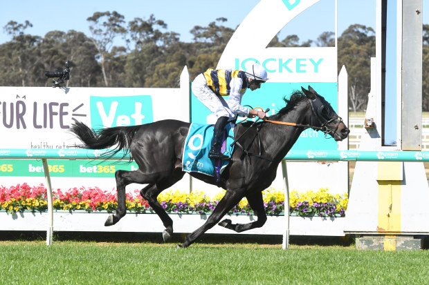 Melbourne Cup 2024 horses, form guide: Simon O'Donnell form guide ...