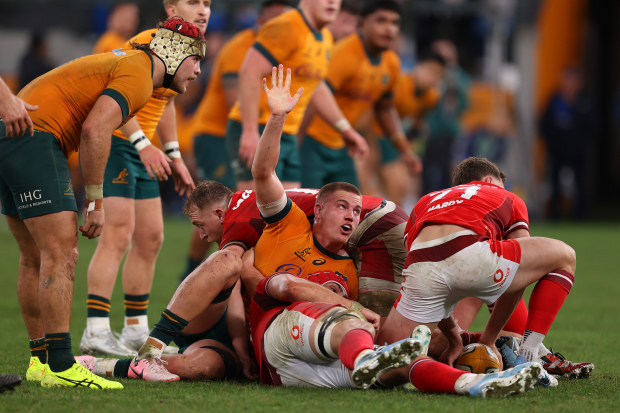 Wallabies rugby news 2024: Australia vs Wales, coach Joe Schmidt on ...