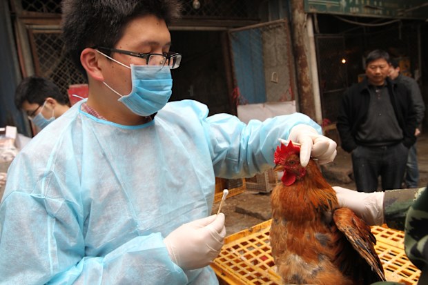 China reports human case of H10N3 bird flu a possible first | Nine.com.au