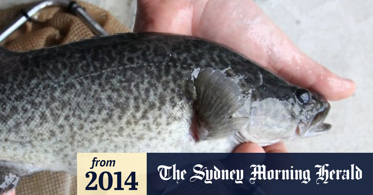 From paddock to plate, endangered Murray cod are back on the menu