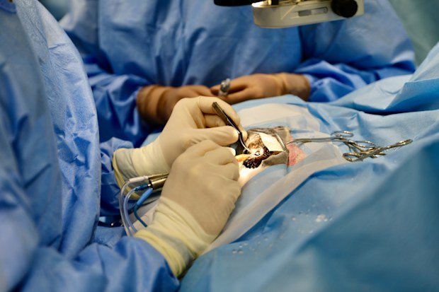 Tasmanian devil has world-first cataract surgery to restore sight ...