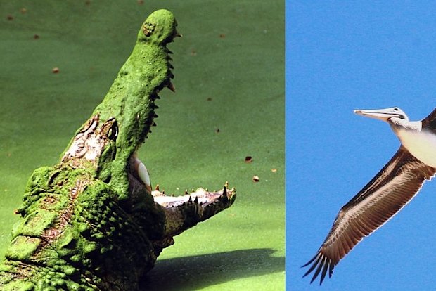 When it comes to DNA, crocodiles and birds flock together