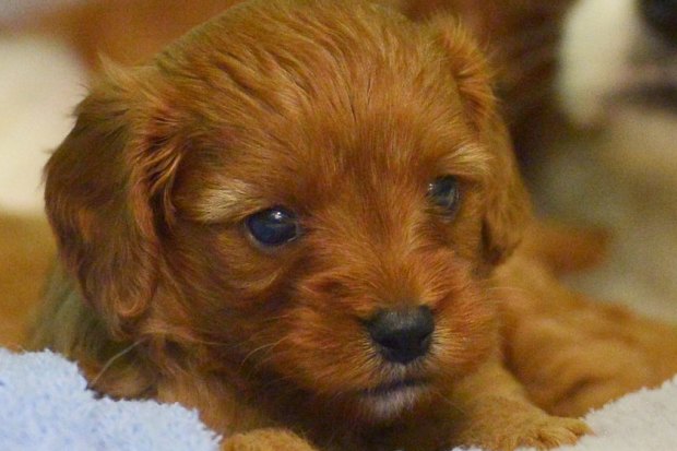 RSPCA rescues 69 dogs from puppy factory in rural Victoria