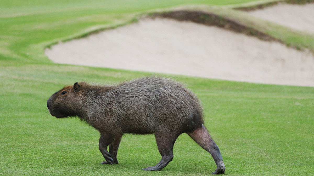 Rio Olympics: World's largest rodent takes over golf course