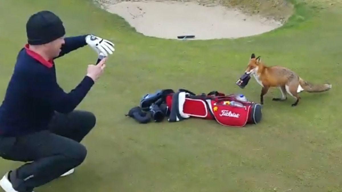 Sly fox steals golfer's wallet