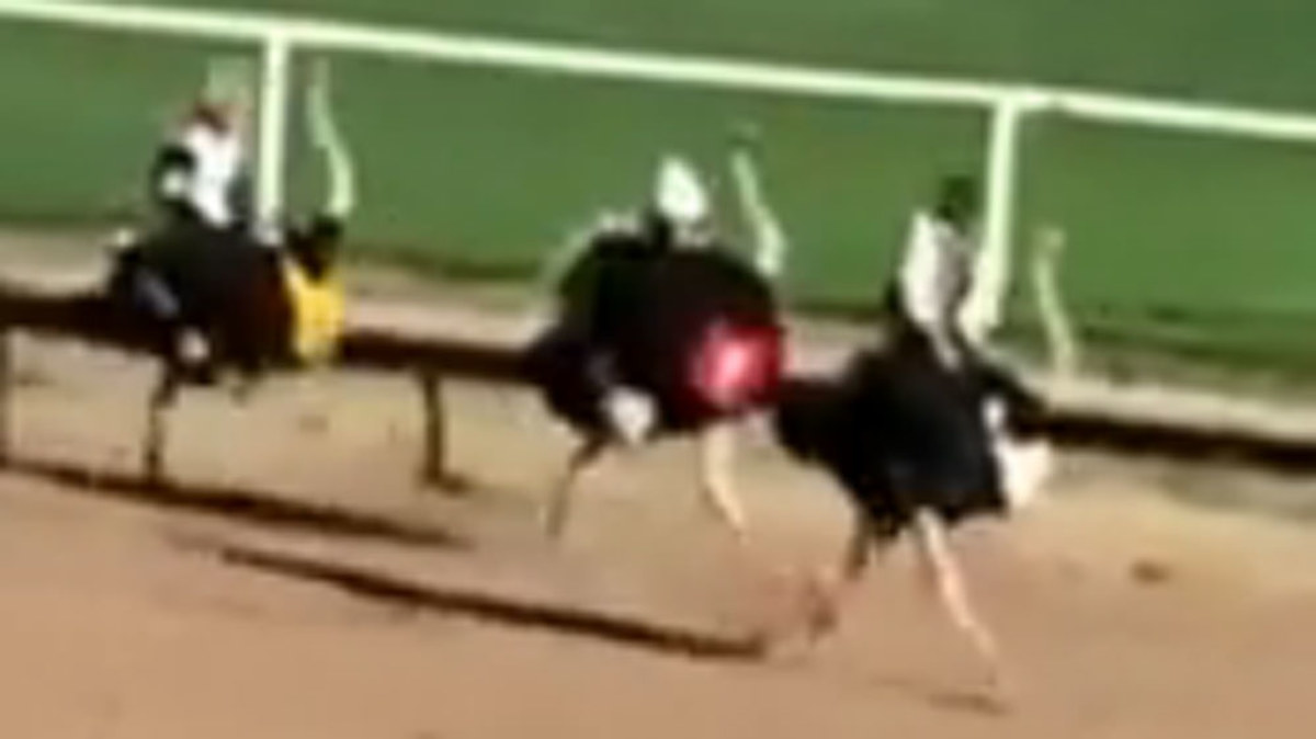 Ostrich racer takes a tumble