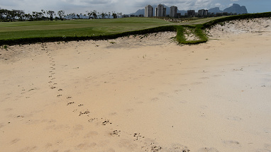 Rio Olympics: World's largest rodent takes over golf course | Nine.com.au