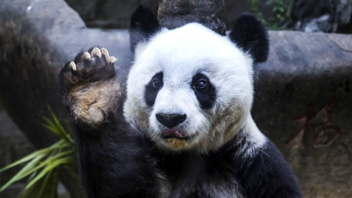 Bye bye Basi: World's oldest captive panda dies | Nine.com.au
