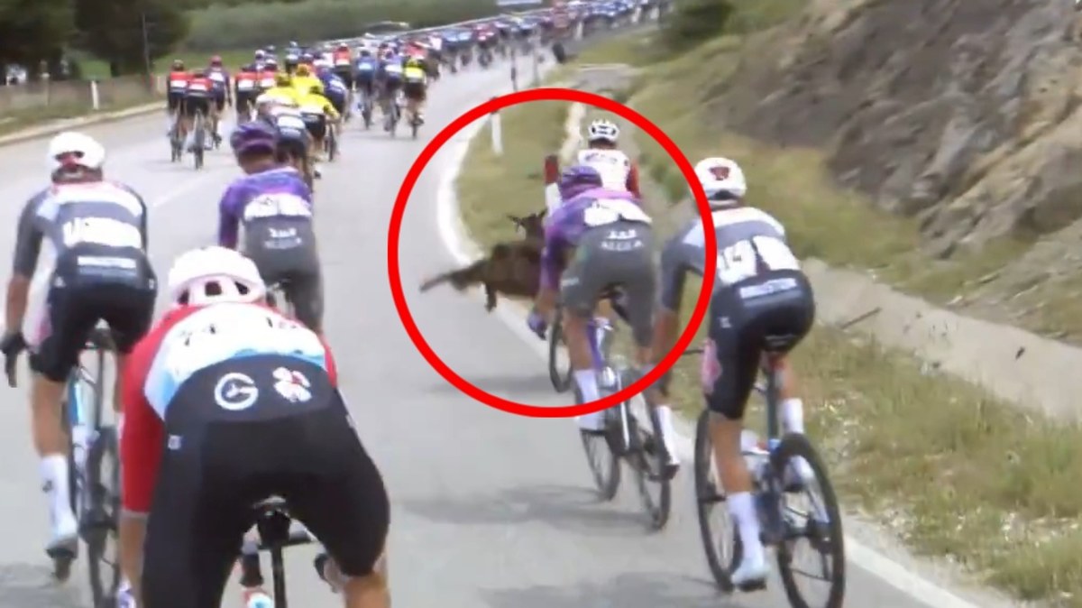 Giro d'Italia 2025: Stage 3, goat attacks rider video, Dion Smith ...