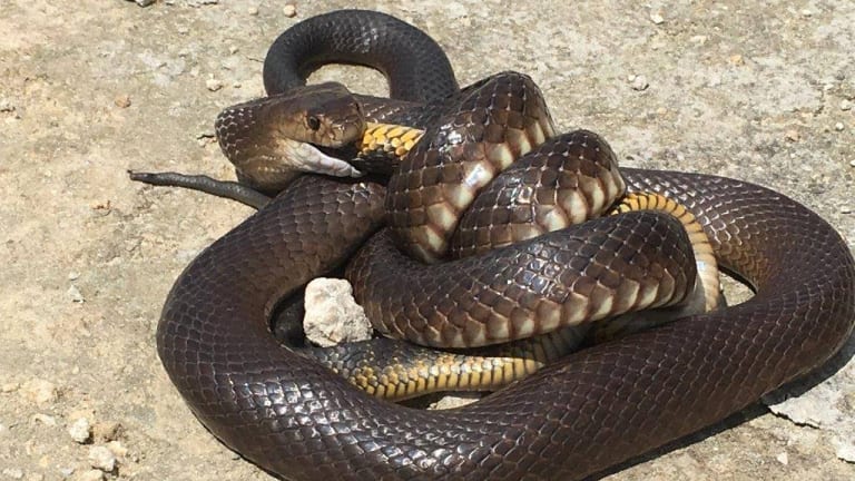 Clash of the titans: Dugite devours tiger snake in South West