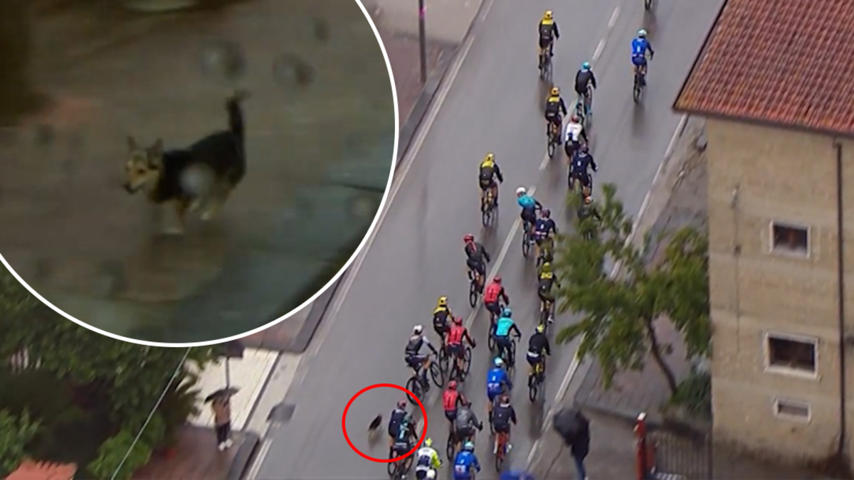 Giro d'Italia news 2023: Remco Evenepoel taken down by stray dog in ...