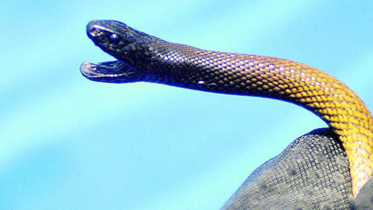 Why 'scalability' brings out the unrelenting taipan