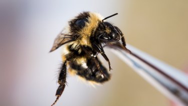 The hunt for the Arctic bee, the planet's advance experiment in climate ...