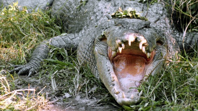 Minister, we need to cull crocodiles before they kill Queensland tourism
