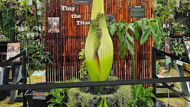 Melbourne corpse flower updates: Rare corpse flower set to bloom at ...
