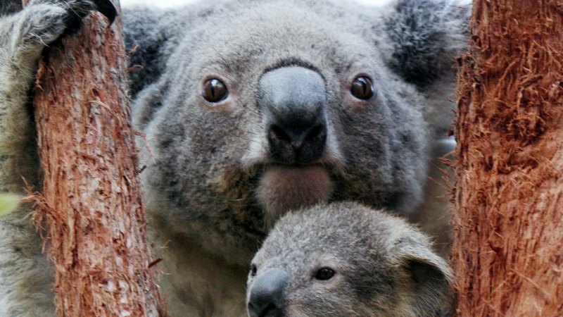 Australia's soft power: Speak softly, and carry a fluffy koala