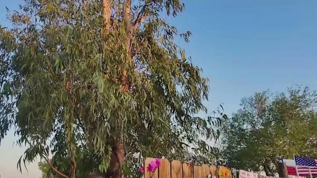 Miracle Healing Tree Texas: Viral TikTok draws hundreds seeking healing ...