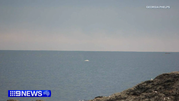 Hopes white whale spotted off New Zealand coast could be elusive ...