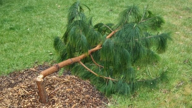 Tree vandals Melbourne: Vandals take out 200 trees across several ...