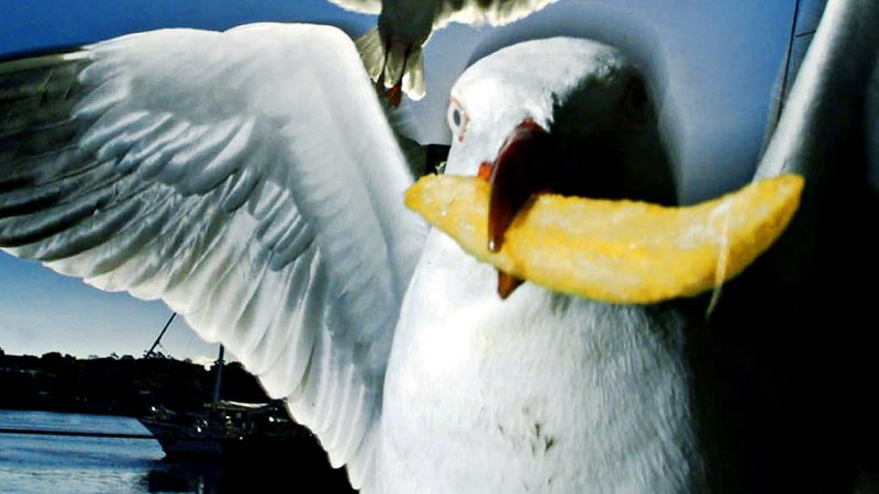 Frankston line Seagulling - is this the video footage internet has been ...