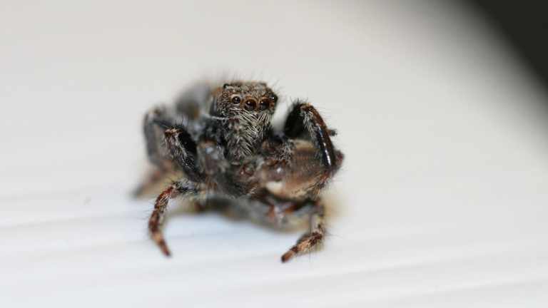 Why female Australian jumping spiders only mate once