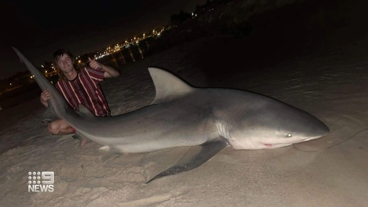 WA Shark attack: Perth fisherman defends releasing bull shark back into ...
