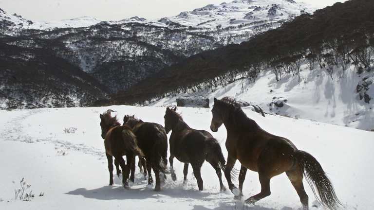 Aerial culling of brumbies in Snowy Mountains: controversial ban to remain