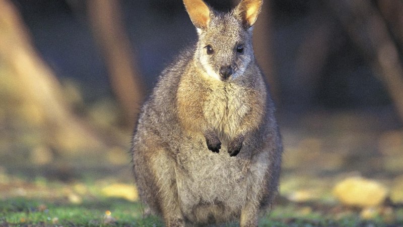 Dogs are overrated: Scientists say a pet wallaby could be your best friend