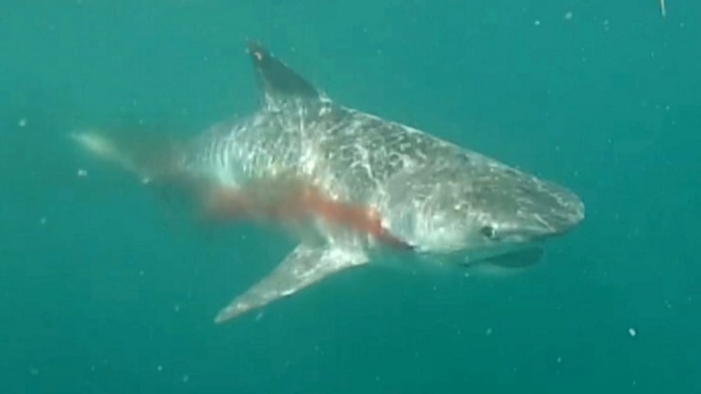 Nine fin facts about sharks in Victoria ... and some terrifying close ...