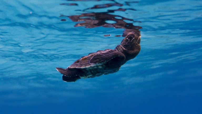 Turtle hatchlings unveiled at SEA LIFE Mooloolaba
