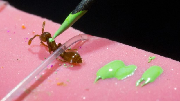 Gene-modified ants shed light on how societies are organised