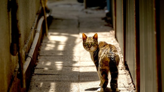 Cats: the poison-free way to keep vermin under control