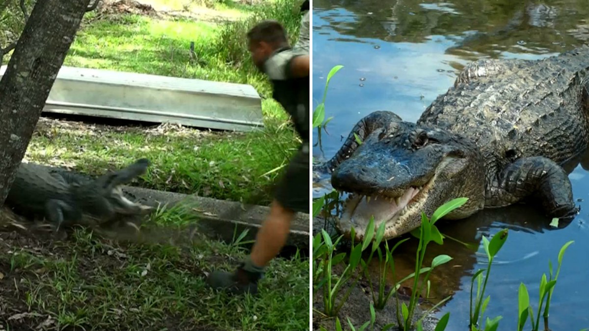 Reptile park workers wrangle angry mother alligator | Nine.com.au