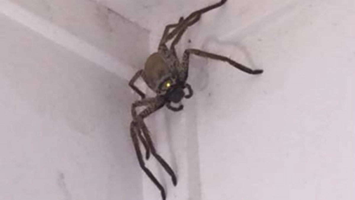 Huntsman spider: Photo of gigantic arachnid on Facebook shared by ...