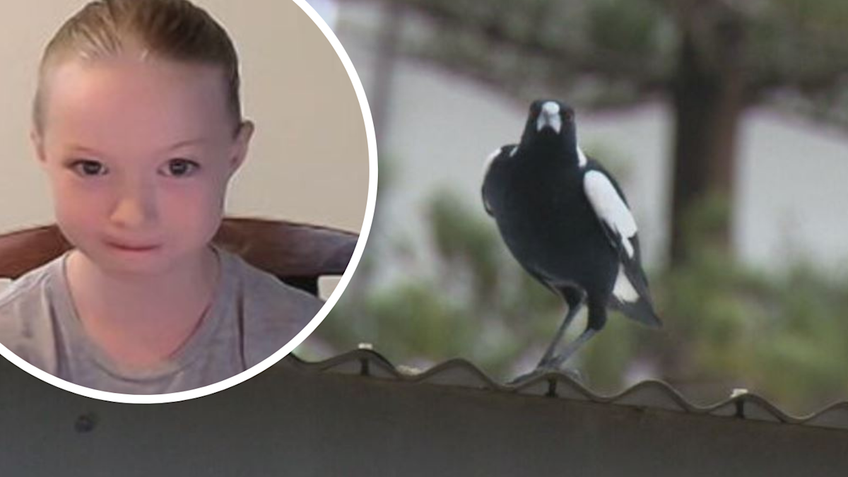 Clever eight-year-old discovers why magpies only swoop some people ...