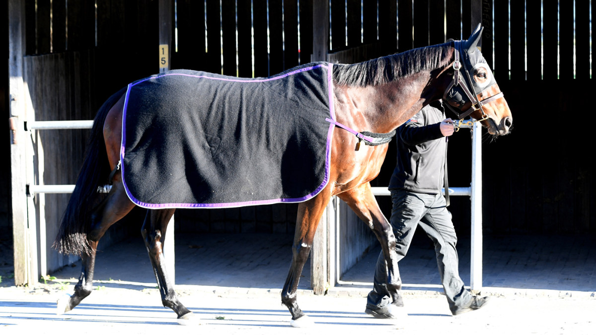 Horse racing 2022: Champion mare Winx delivers Pierro filly to become mum