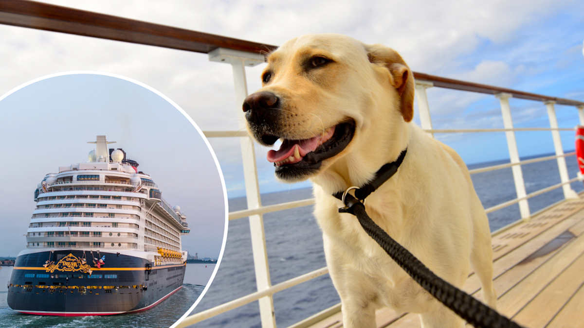 Travel news: Explainer - Cruising with pets, dogs and cats, everything ...