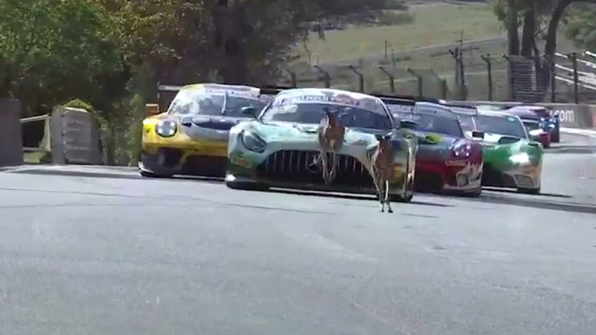 Bathurst 12 Hour claims big name scalps as kangaroos cause havoc ...