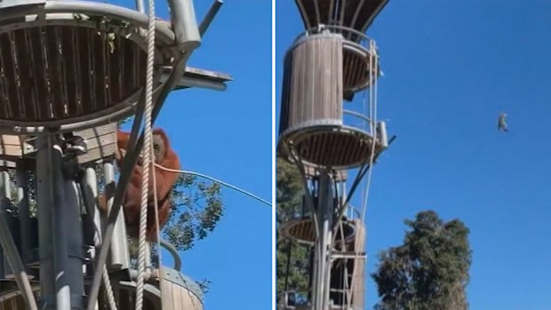 Perth Zoo orangutan evicts invading possum by launching it in the air ...